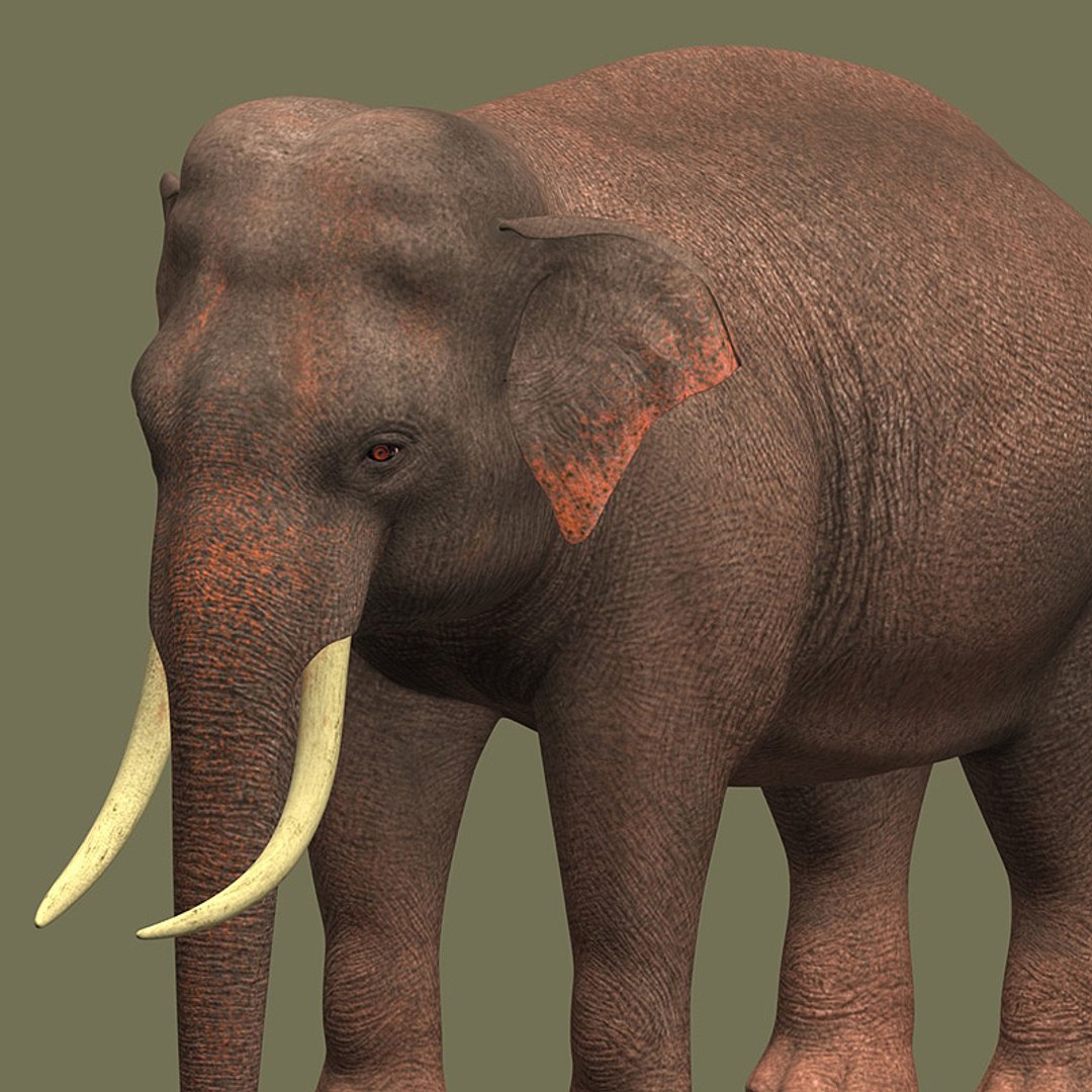 elephant-b elephant obj