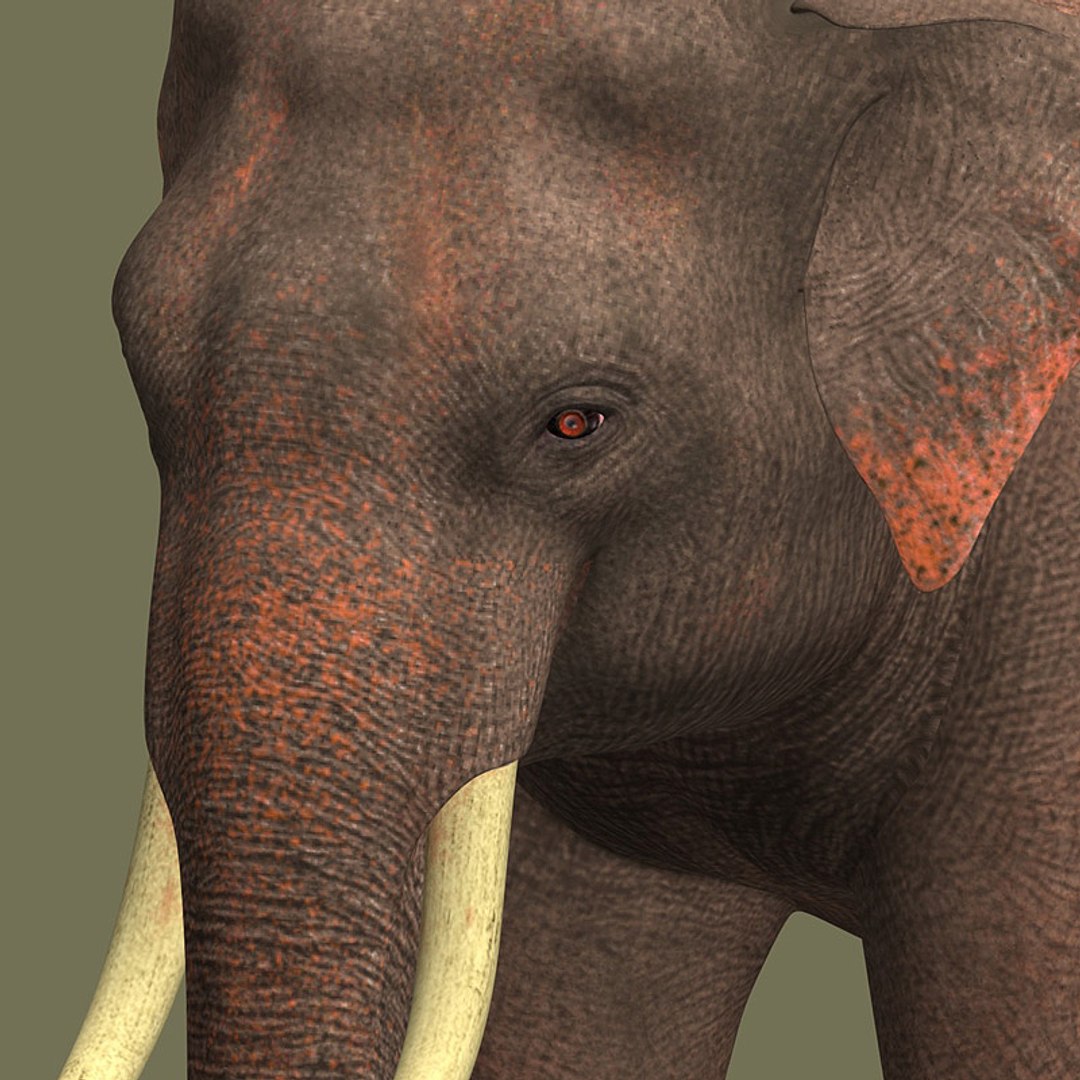 elephant-b elephant obj