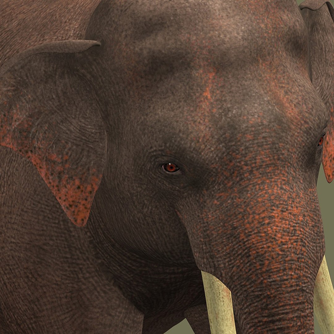 elephant-b elephant obj