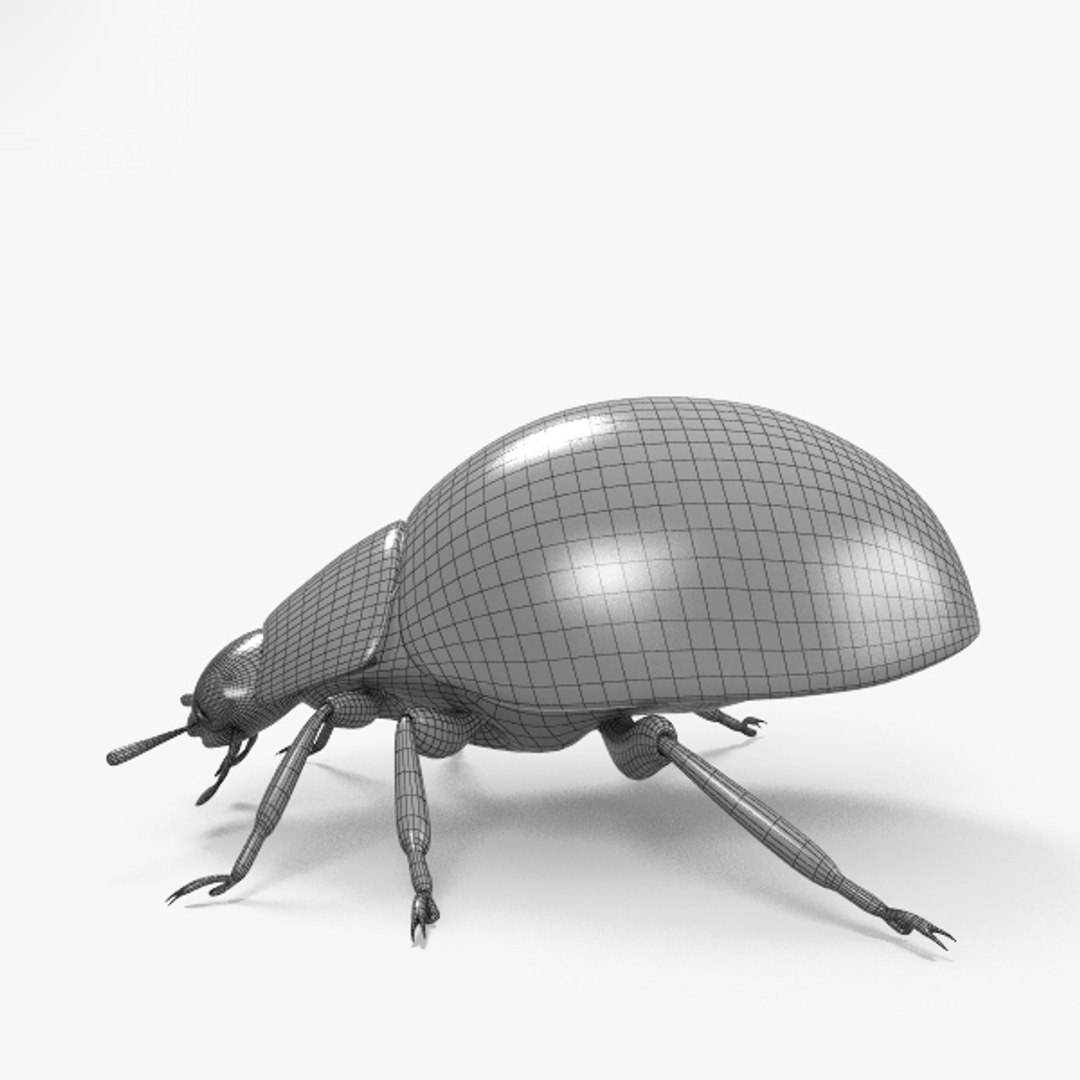 Ladybird Lady 3D Model - TurboSquid 1369950
