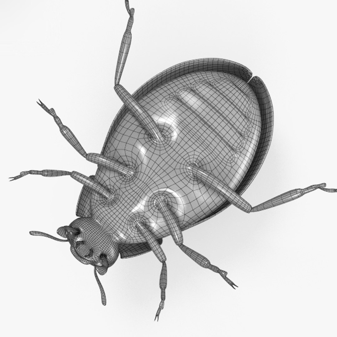 Ladybird Lady 3D Model - TurboSquid 1369950