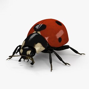 Ladybug 3D Models for Download | TurboSquid
