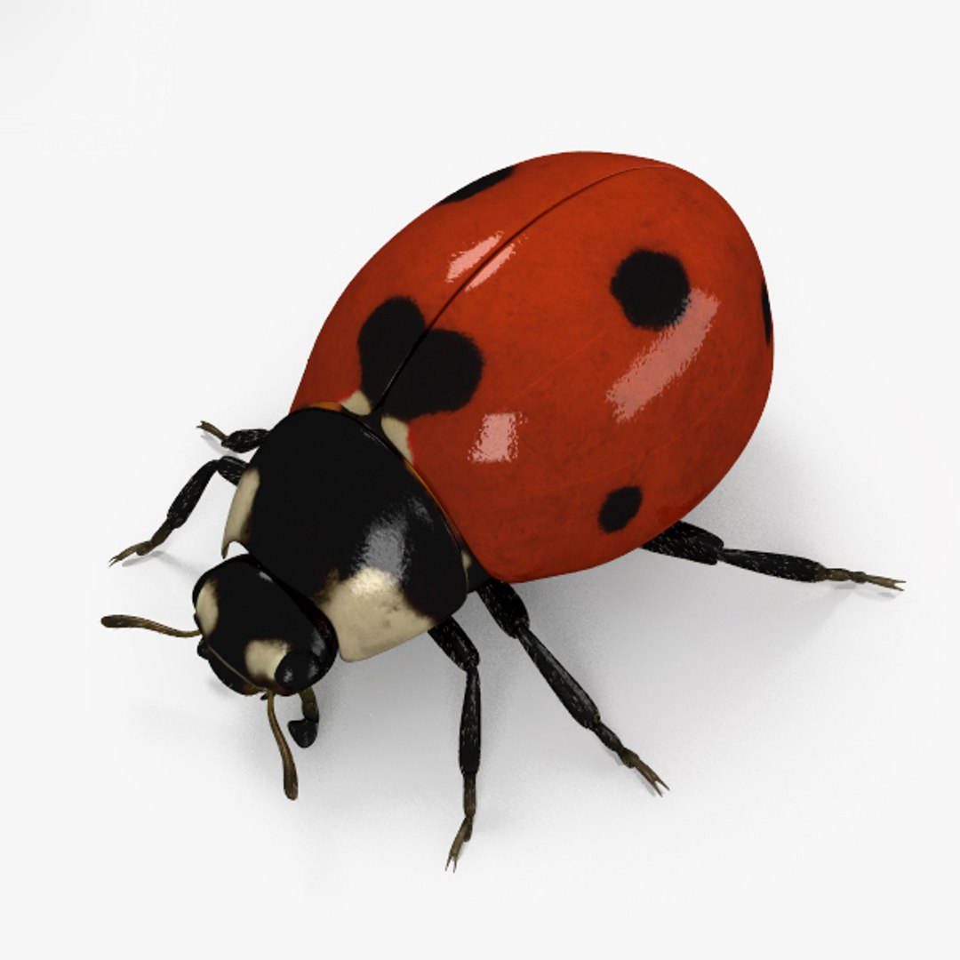 Ladybird Lady 3D Model - TurboSquid 1369950