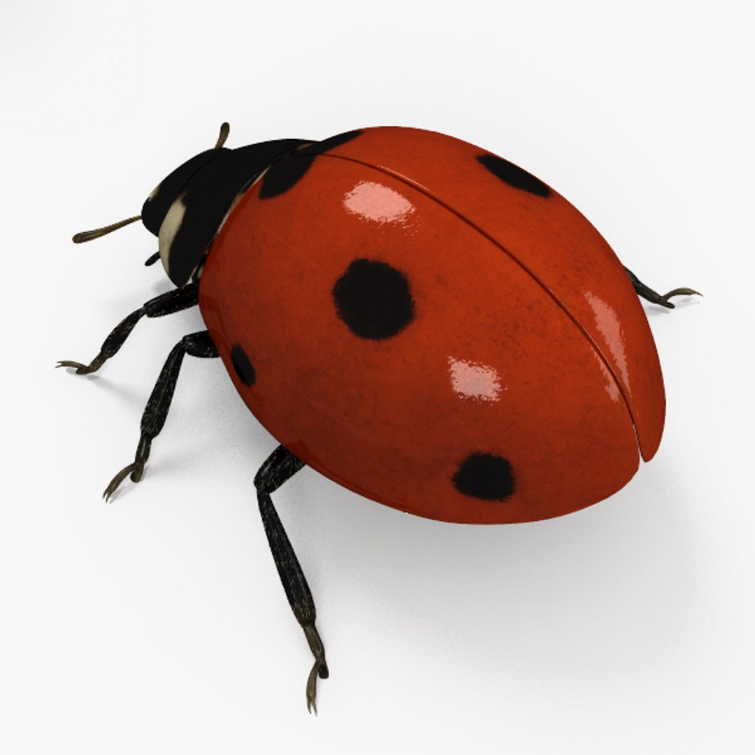 Ladybird Lady 3D Model - TurboSquid 1369950