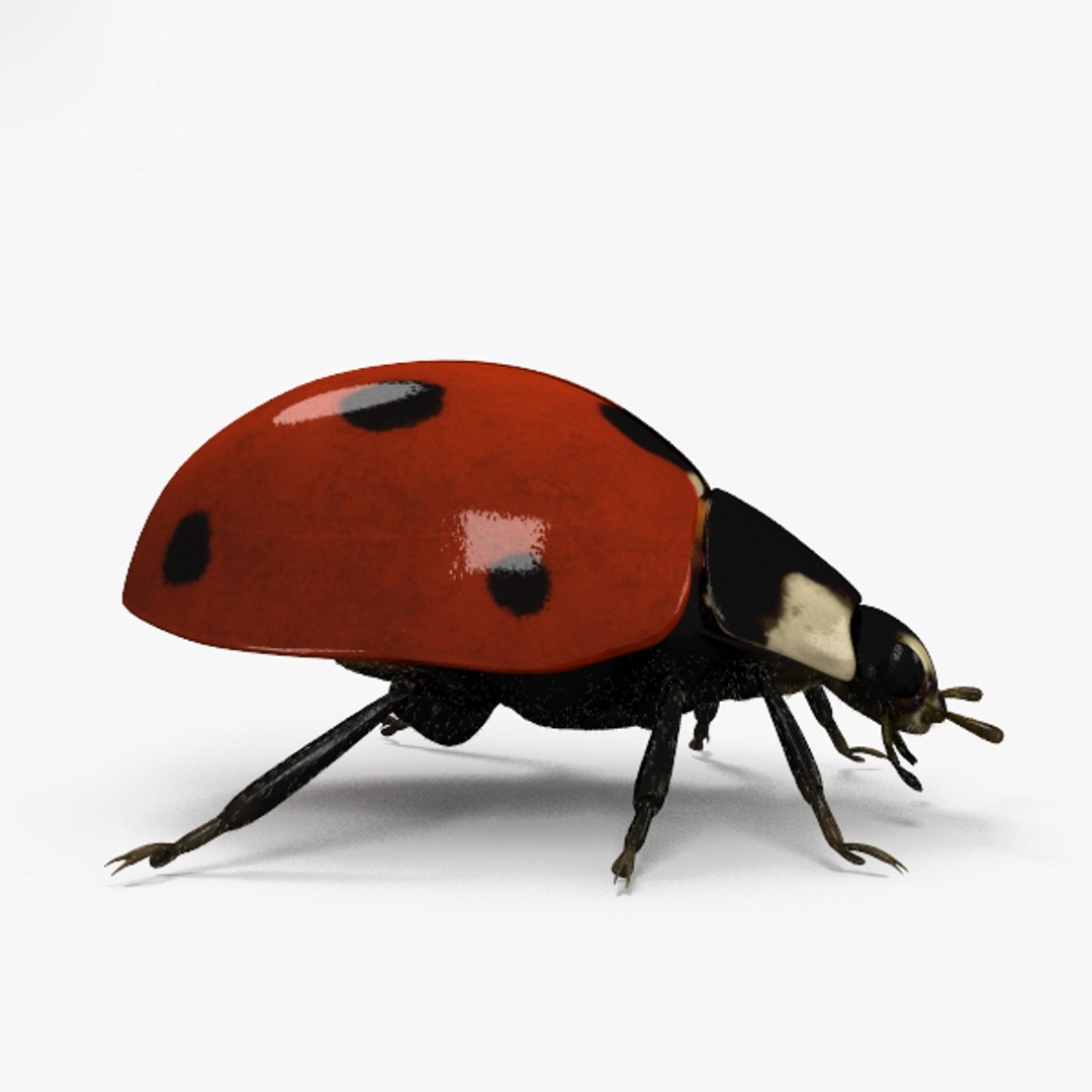 Ladybird Lady 3D Model - TurboSquid 1369950