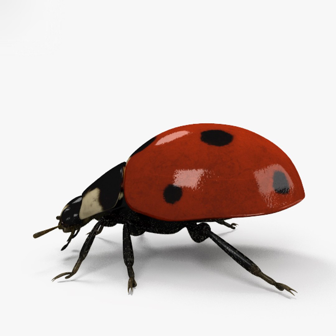 Ladybird Lady 3D Model - TurboSquid 1369950