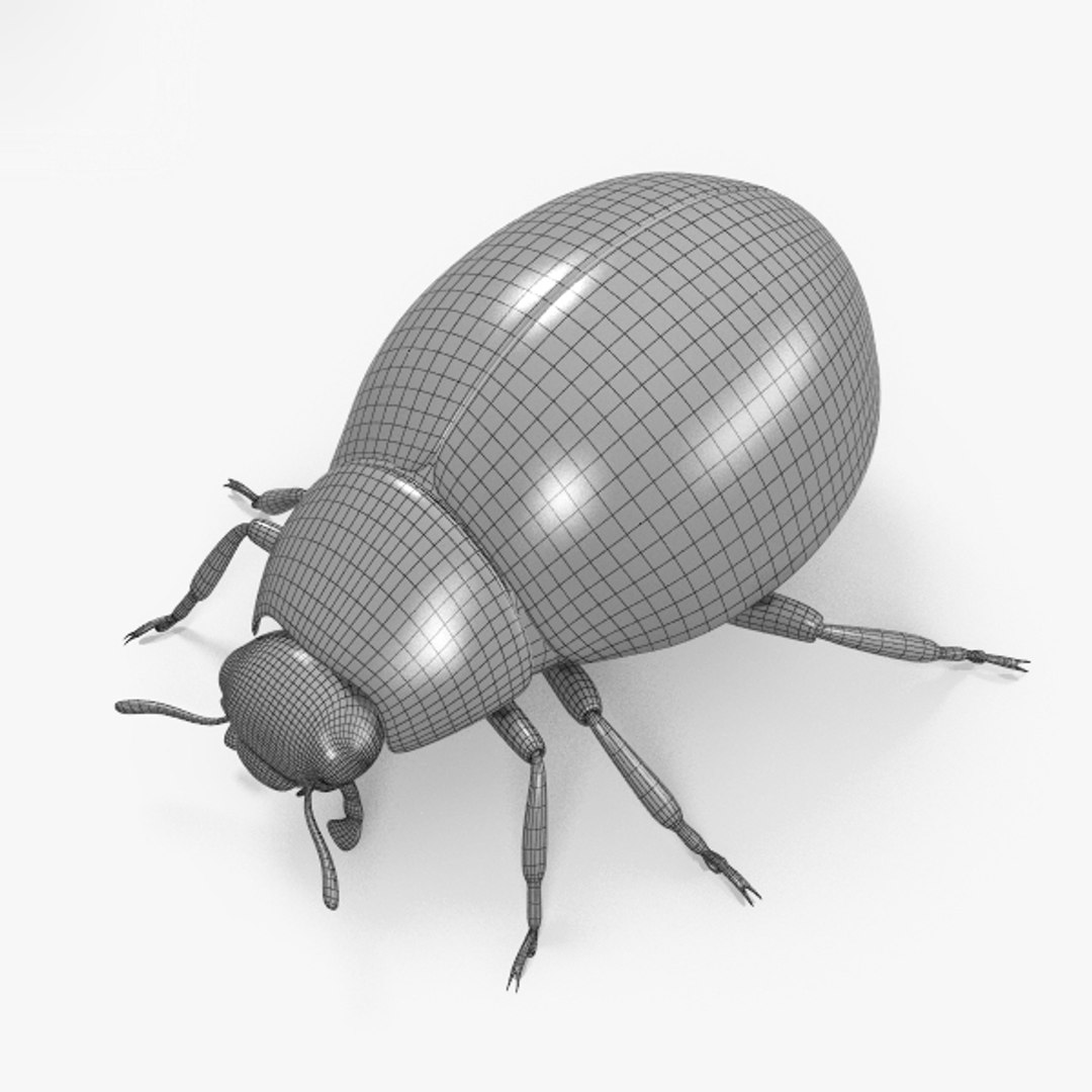 Ladybird Lady 3D Model - TurboSquid 1369950