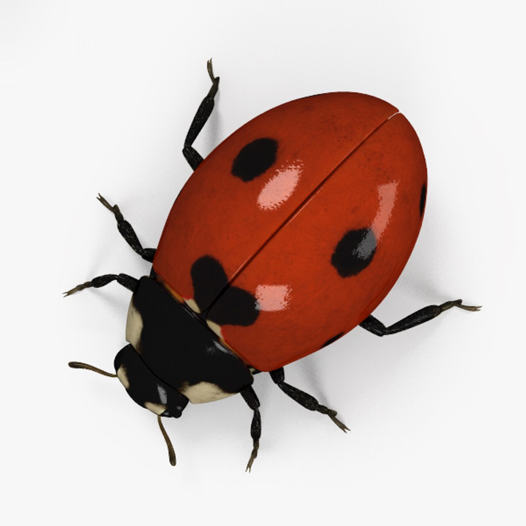 Ladybird Lady 3D Model - TurboSquid 1369950