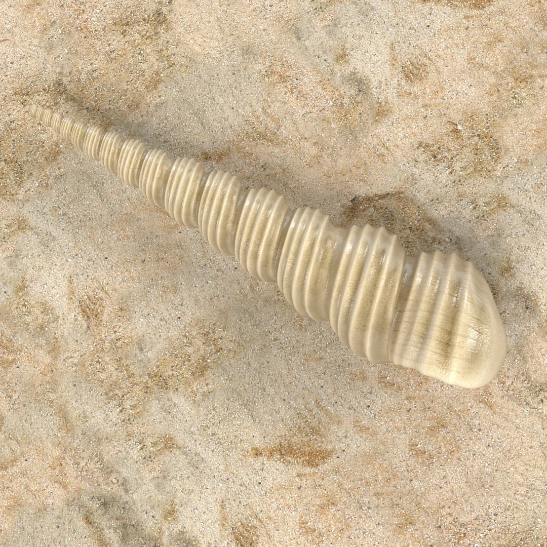 3d Model Turritella Terebra