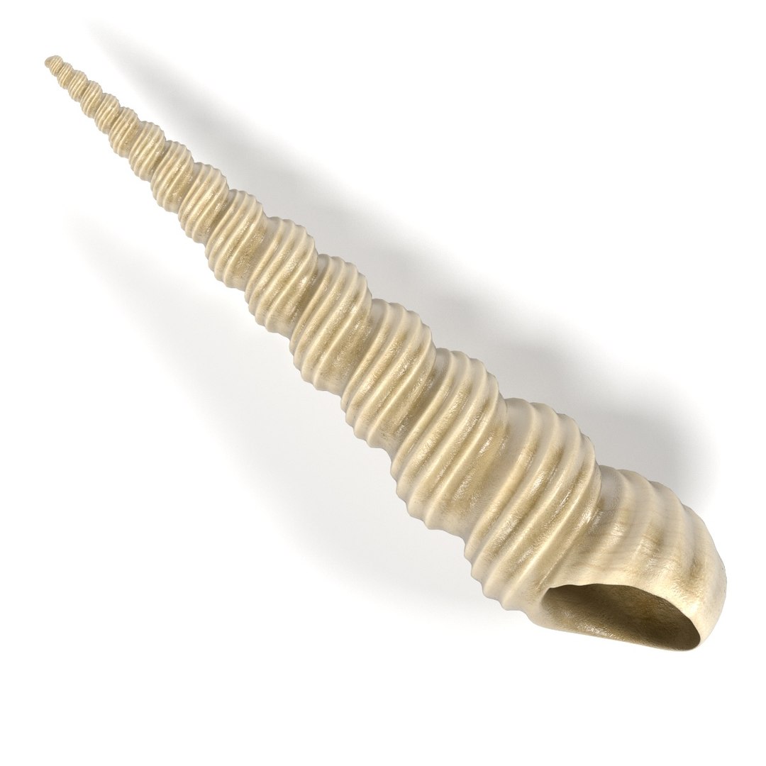 3d Model Turritella Terebra