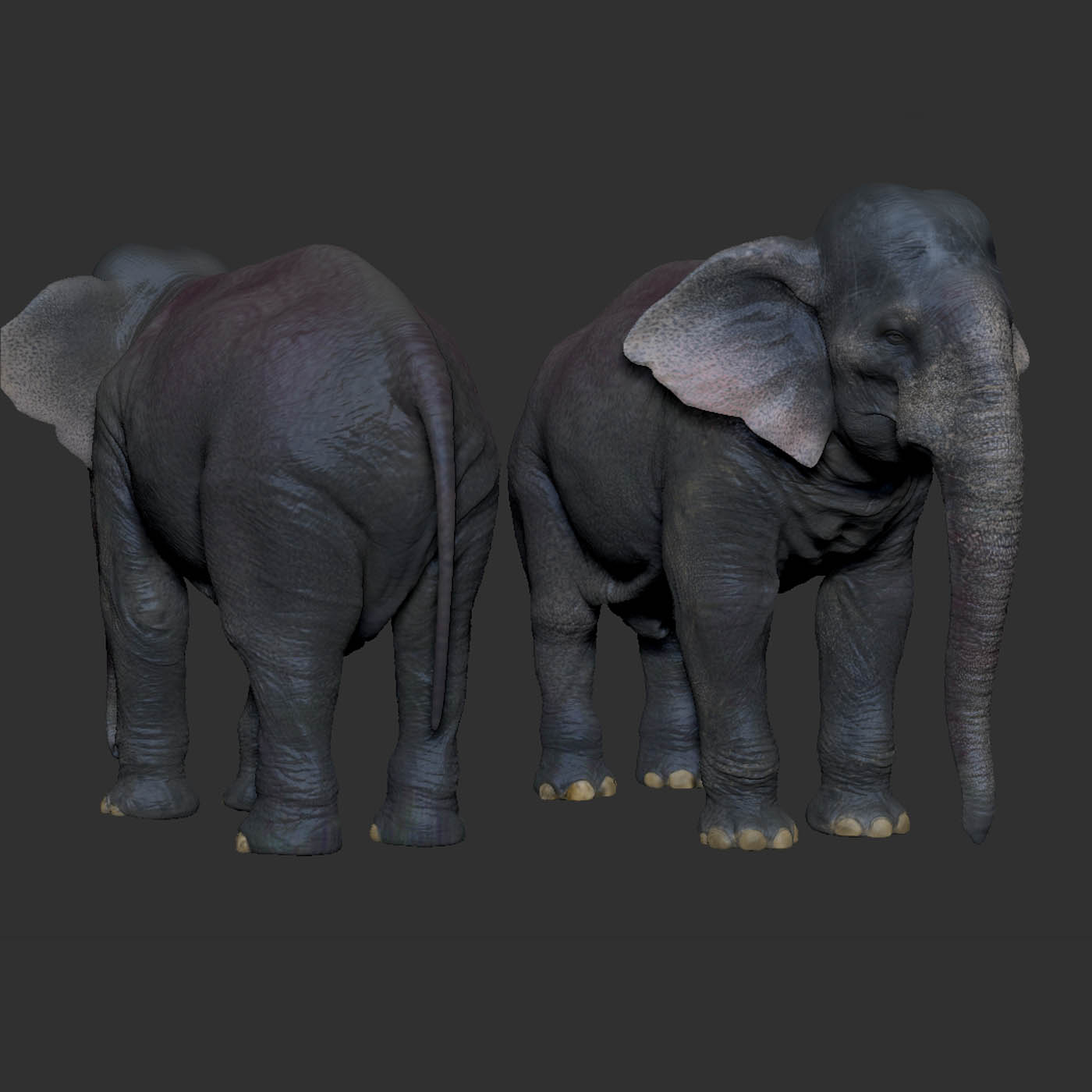 3d elephant real zbrush