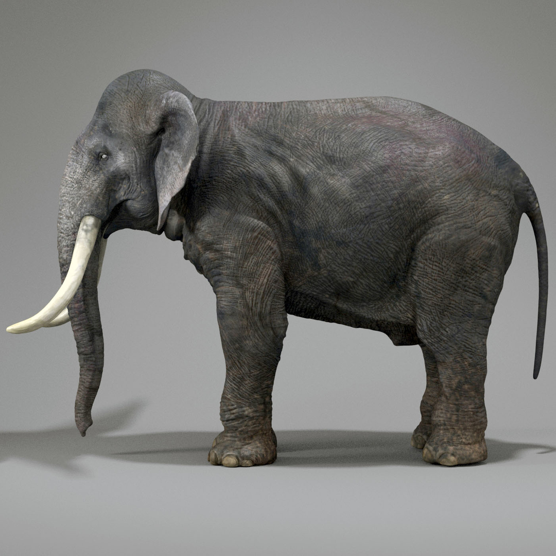 3d Elephant Real Zbrush