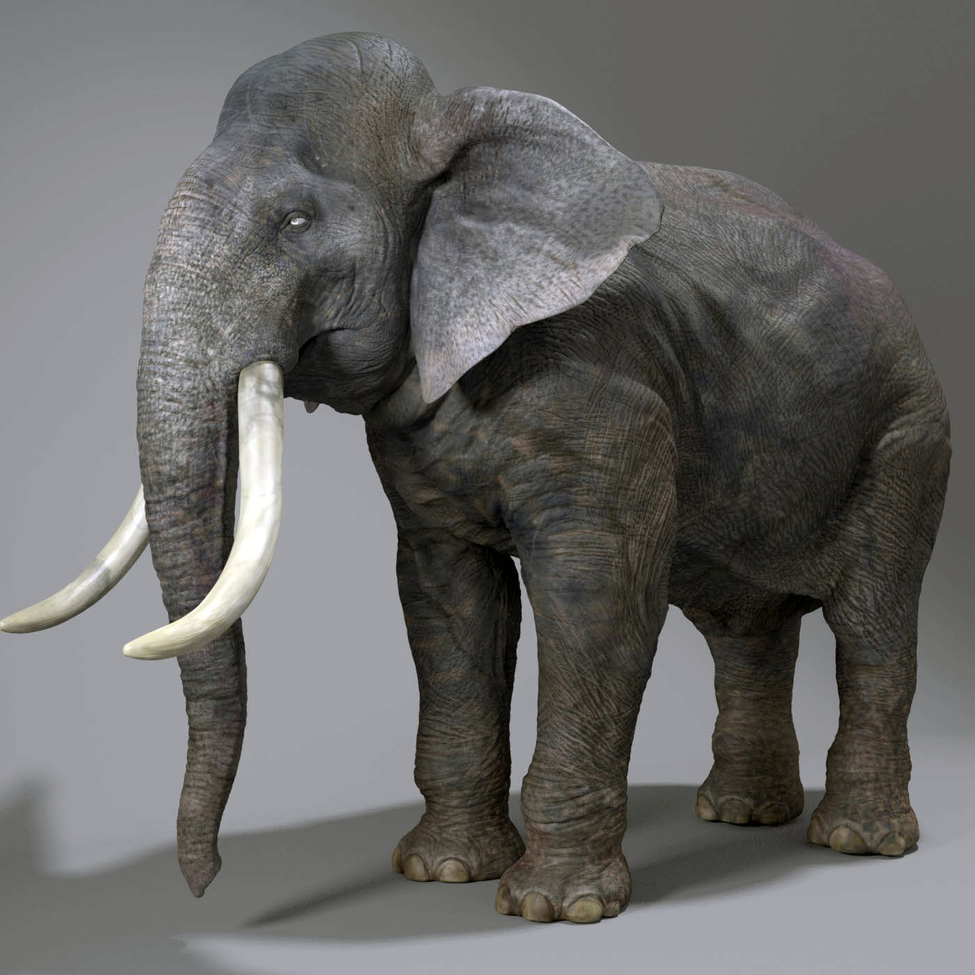 3d Elephant Real Zbrush
