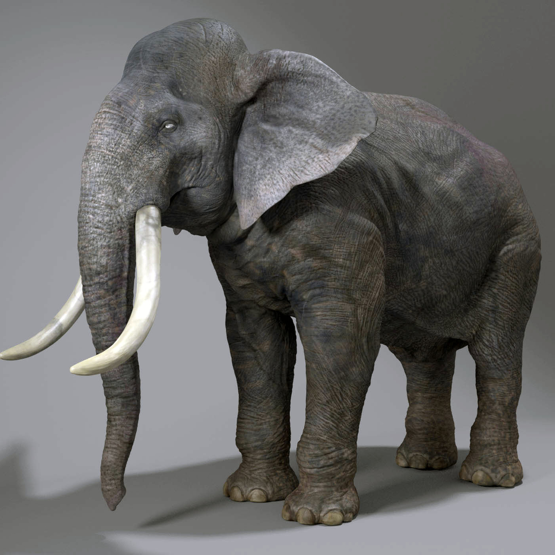 3d elephant real zbrush