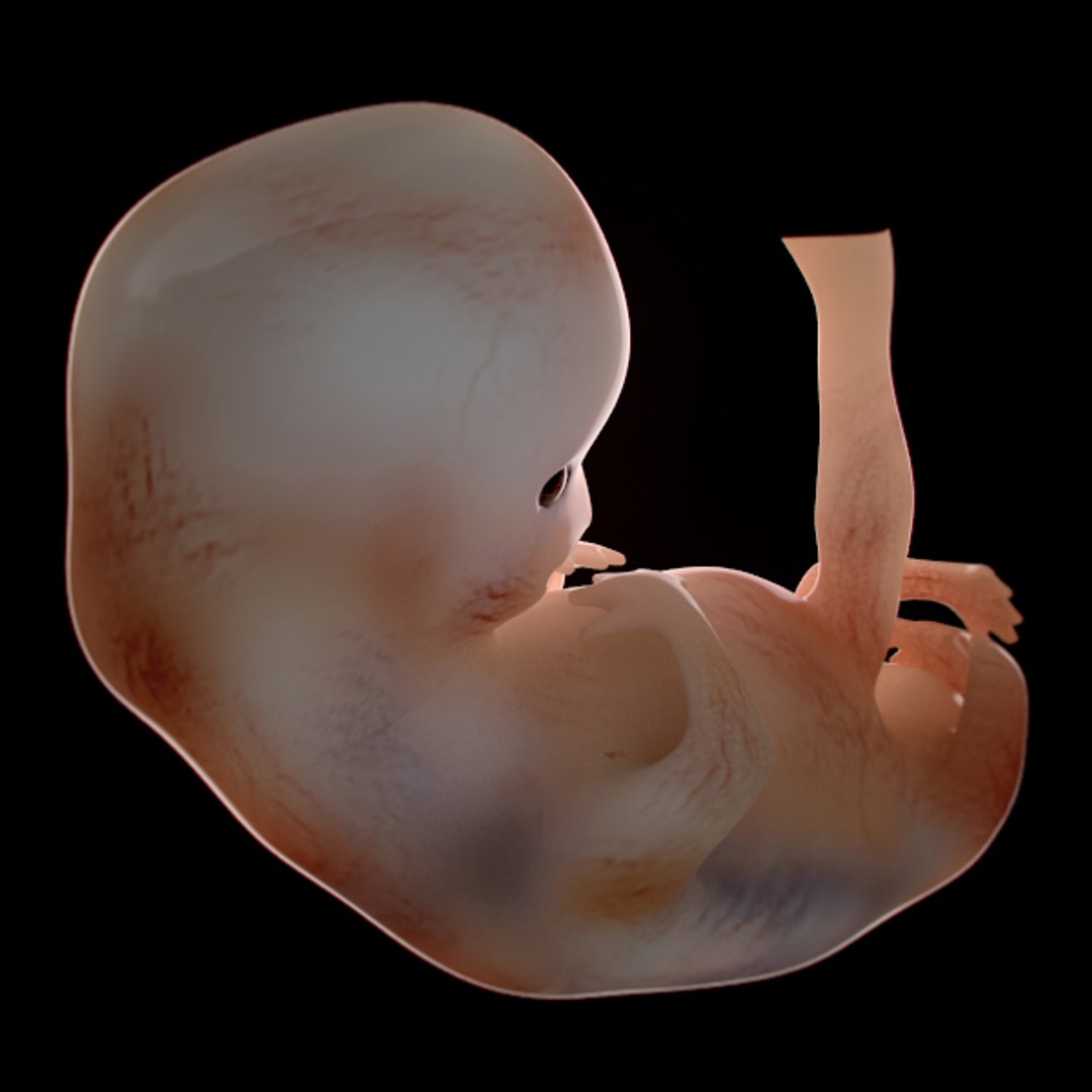 3d model fetus embryo development newborn baby
