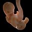 3d Model Fetus Embryo Development Newborn Baby