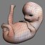 3d Model Fetus Embryo Development Newborn Baby