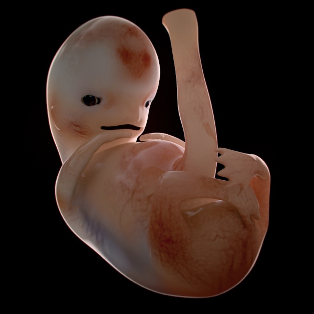 3d model fetus embryo development newborn baby