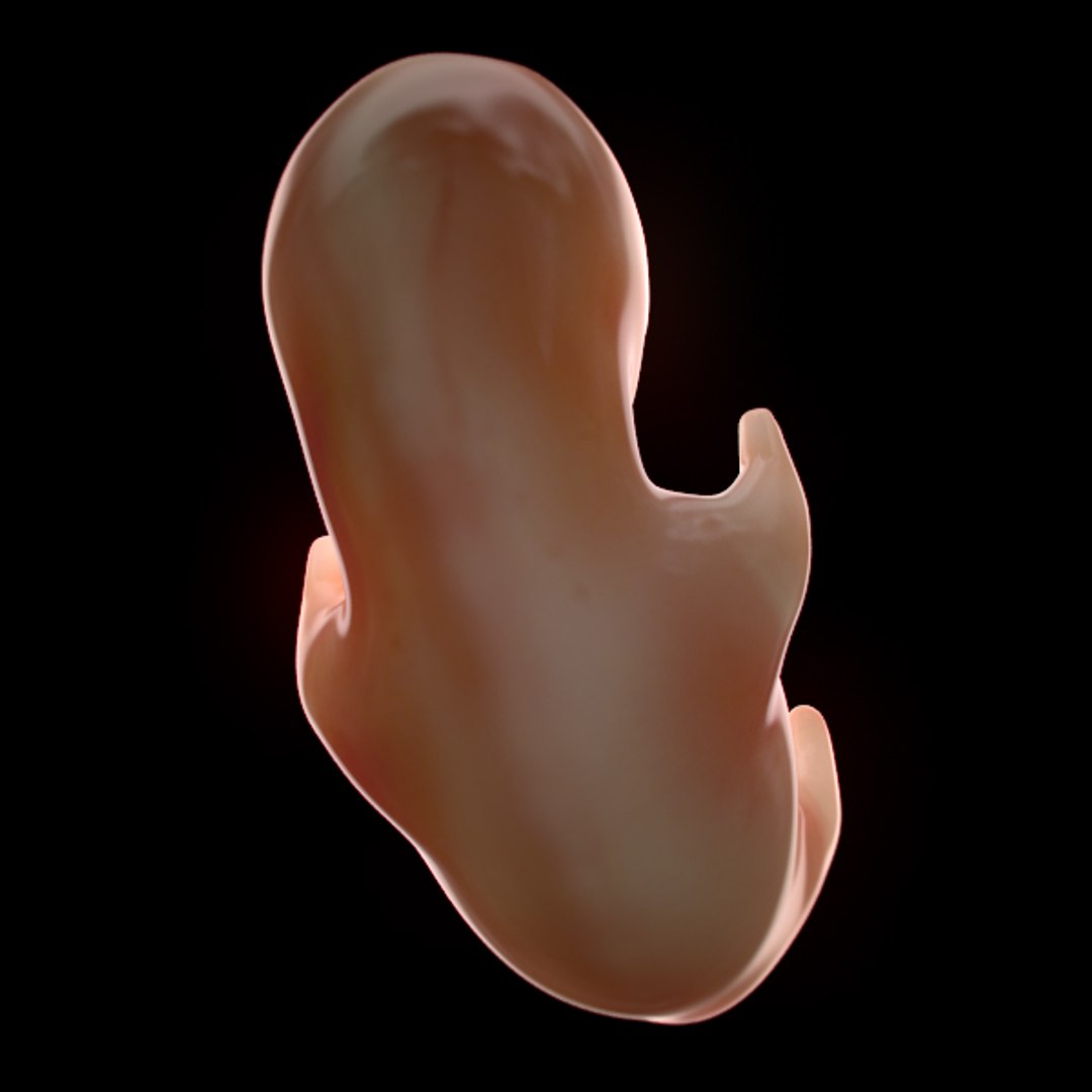 3d model fetus embryo development newborn baby
