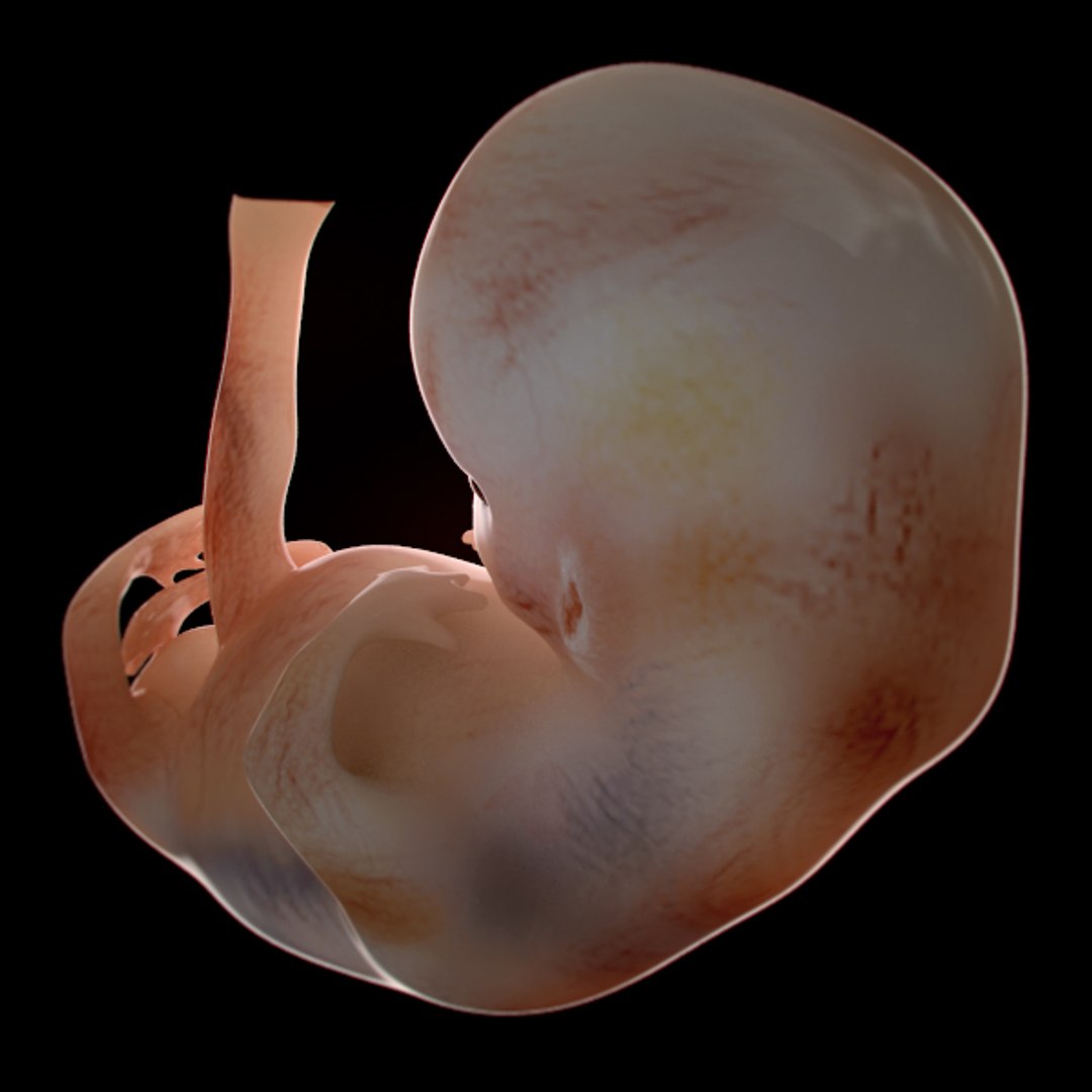 3d model fetus embryo development newborn baby