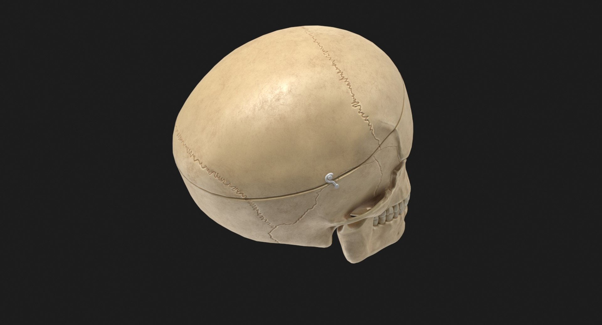 Realistic Skull Anatomical 3D Model - TurboSquid 1421130