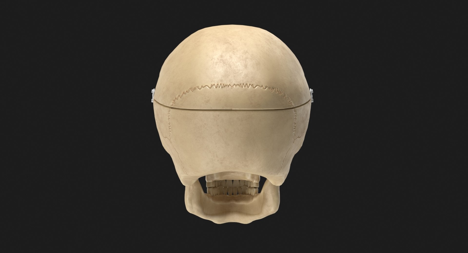 Realistic Skull Anatomical 3D Model - TurboSquid 1421130