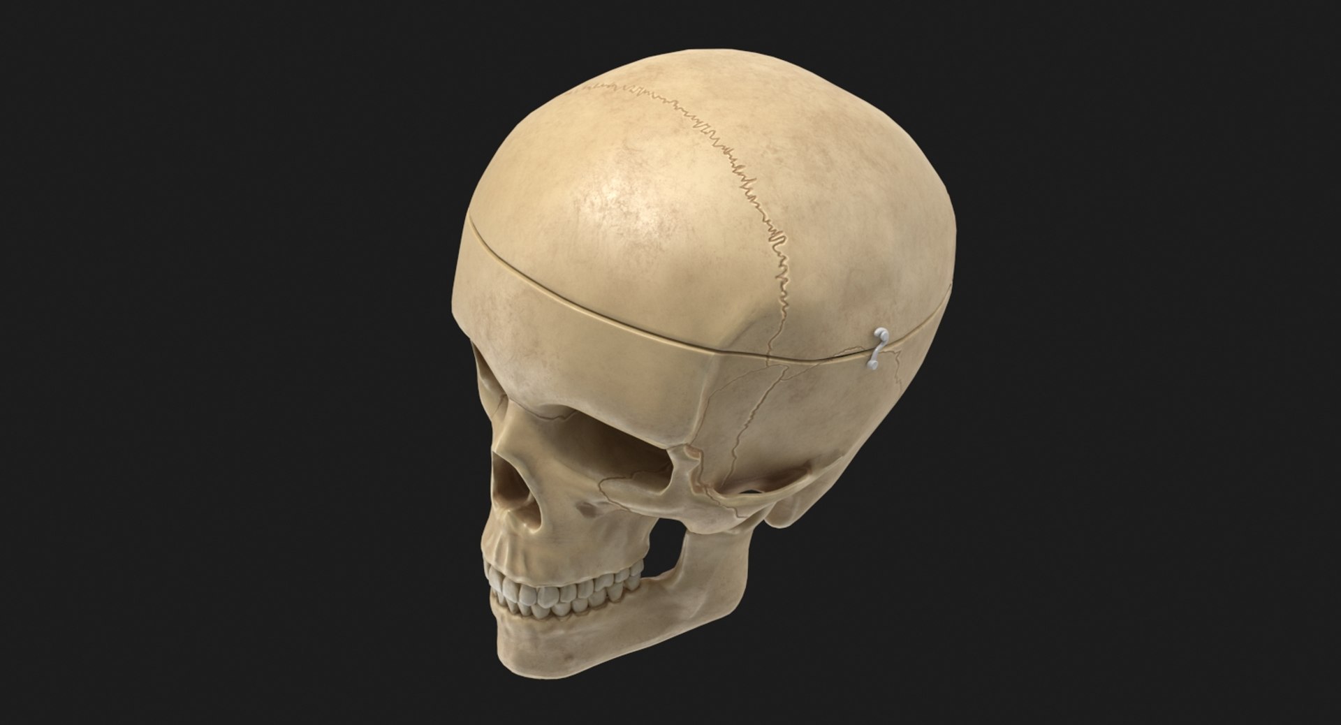 Realistic Skull Anatomical 3D Model - TurboSquid 1421130