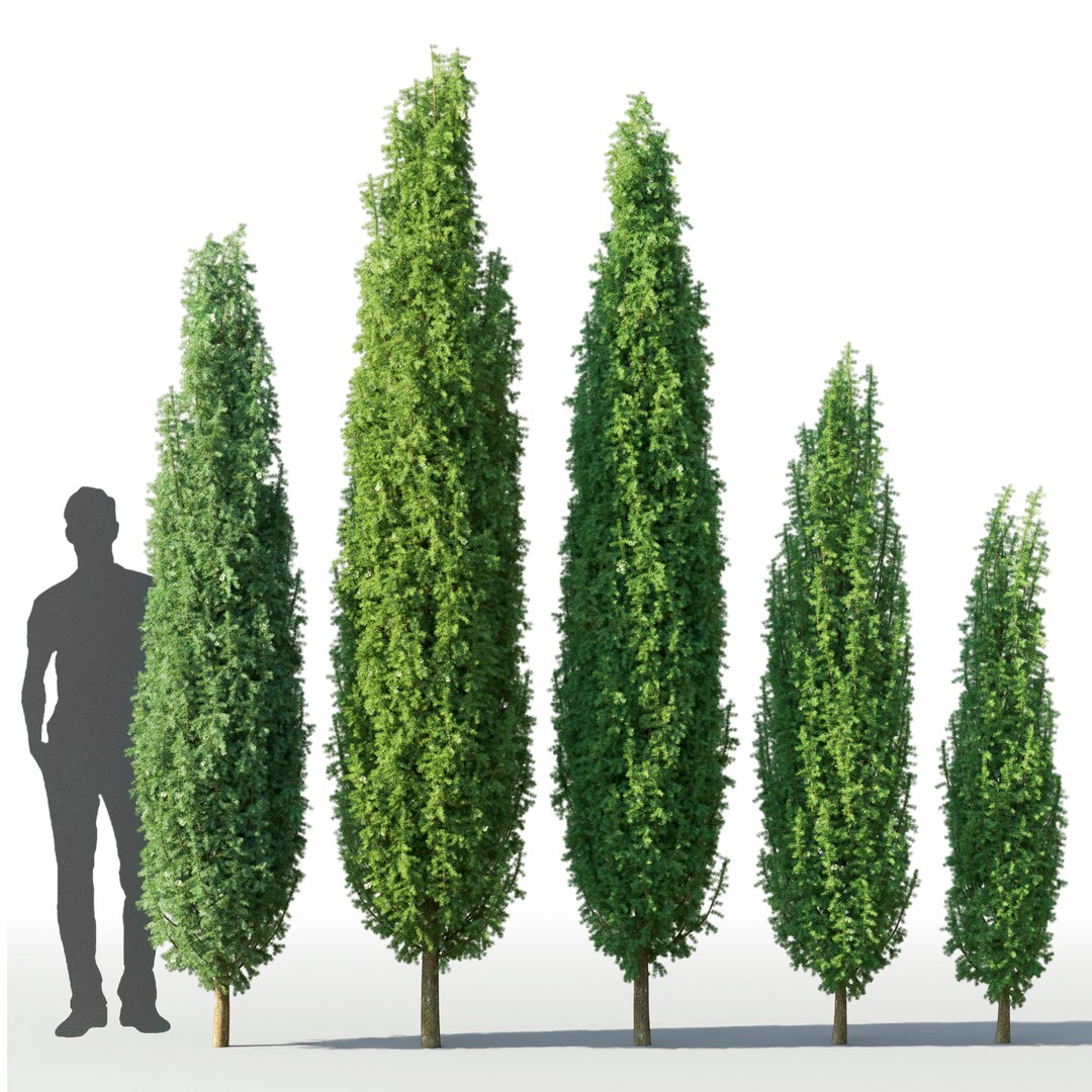 Juniperus communis 01 3D-Modell - TurboSquid 1673354