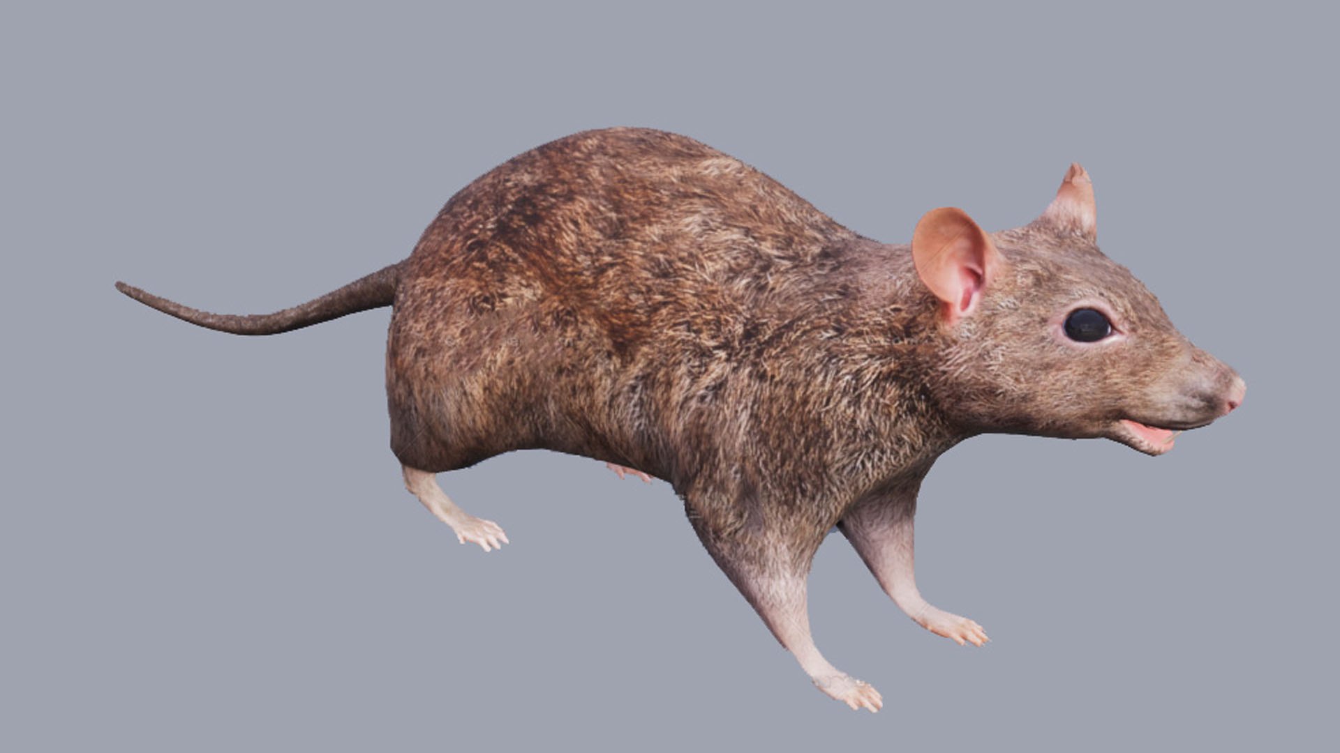 Mouse With Animated 2K Texture 3D Model - TurboSquid 2224930