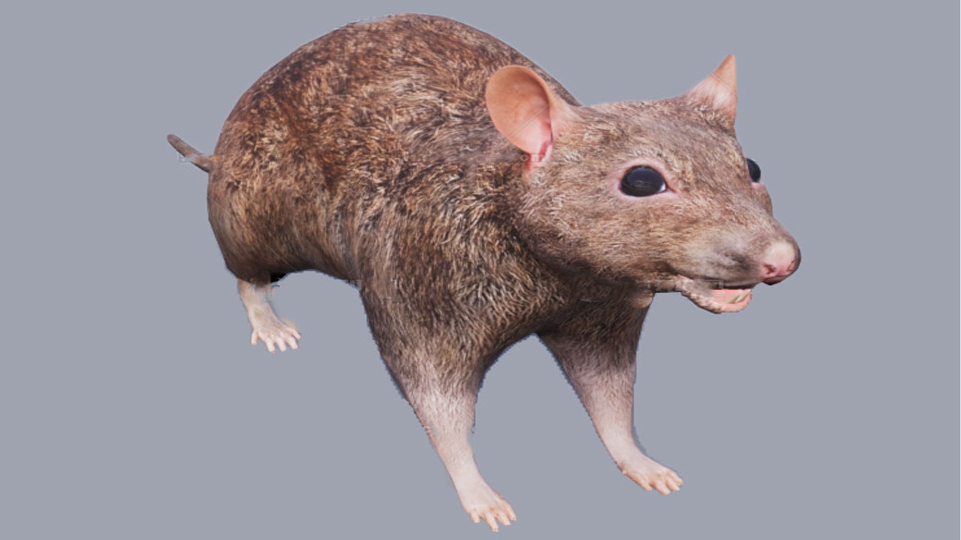 Mouse With Animated 2K Texture 3D Model - TurboSquid 2224930