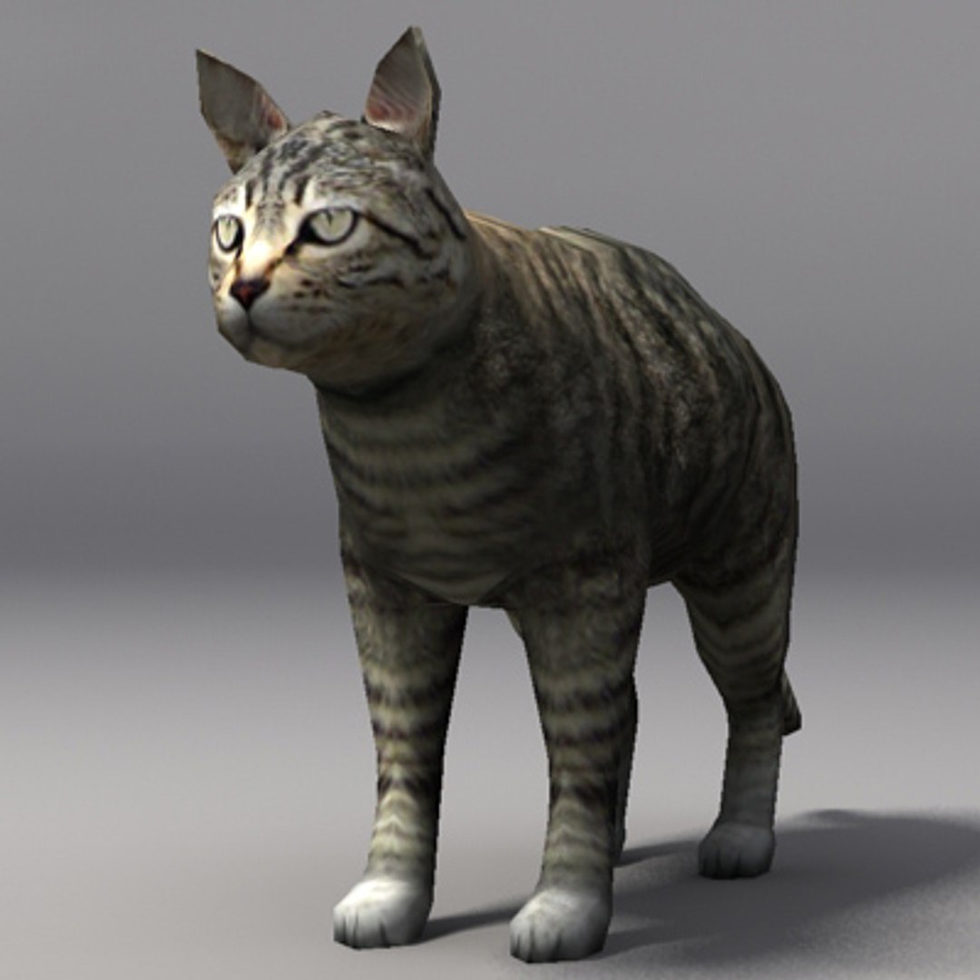 3d Cat Model