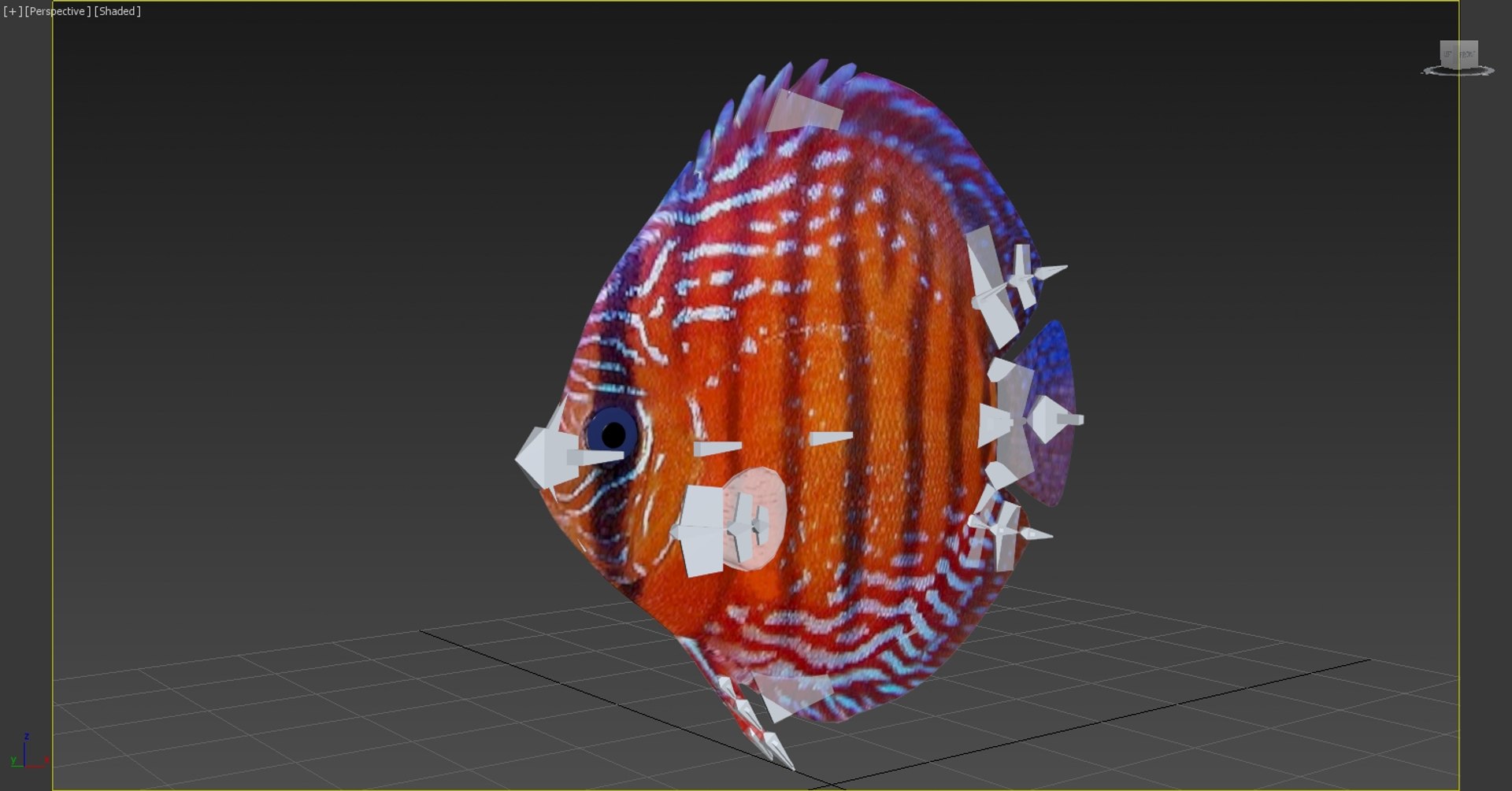 Ma Red Blue Discus Rigged Fish