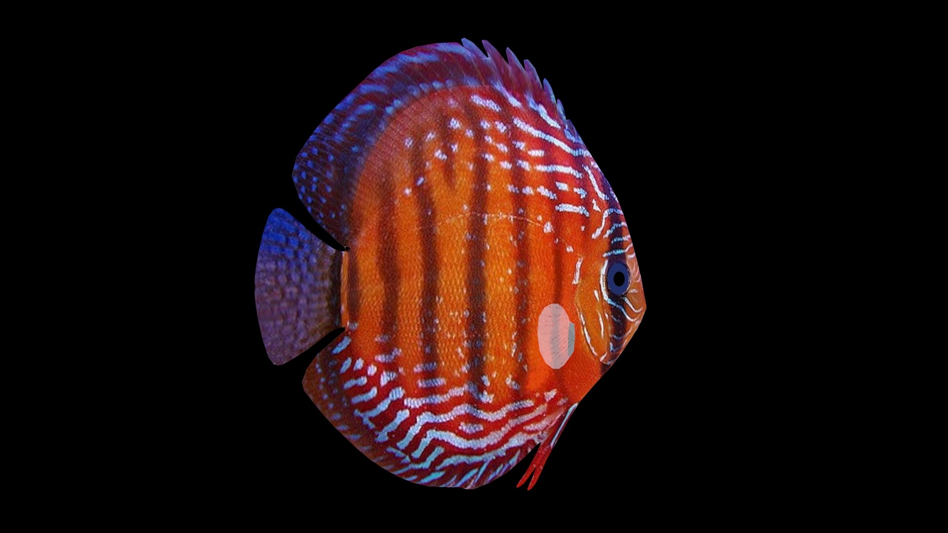 Ma Red Blue Discus Rigged Fish