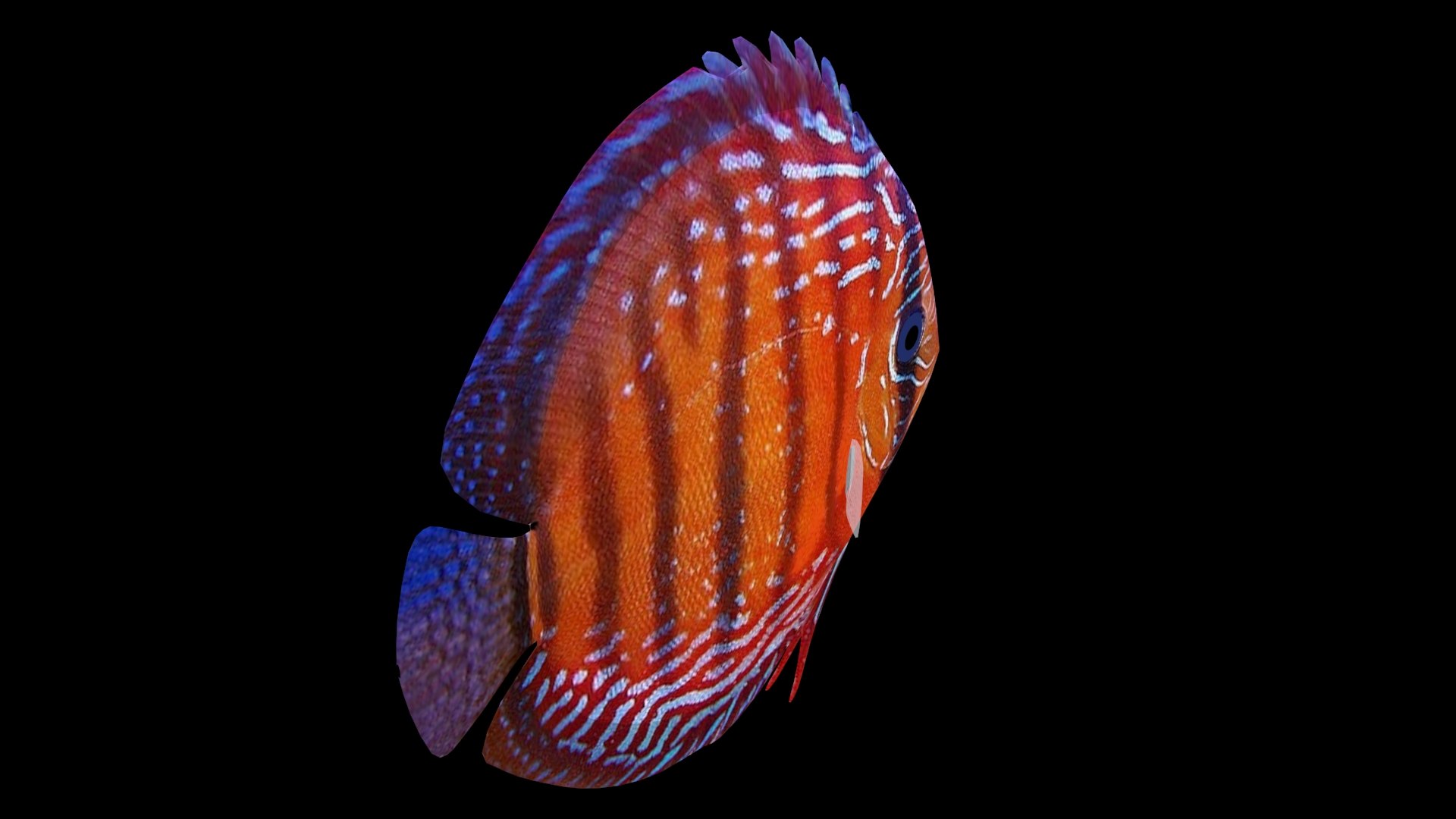 Ma Red Blue Discus Rigged Fish
