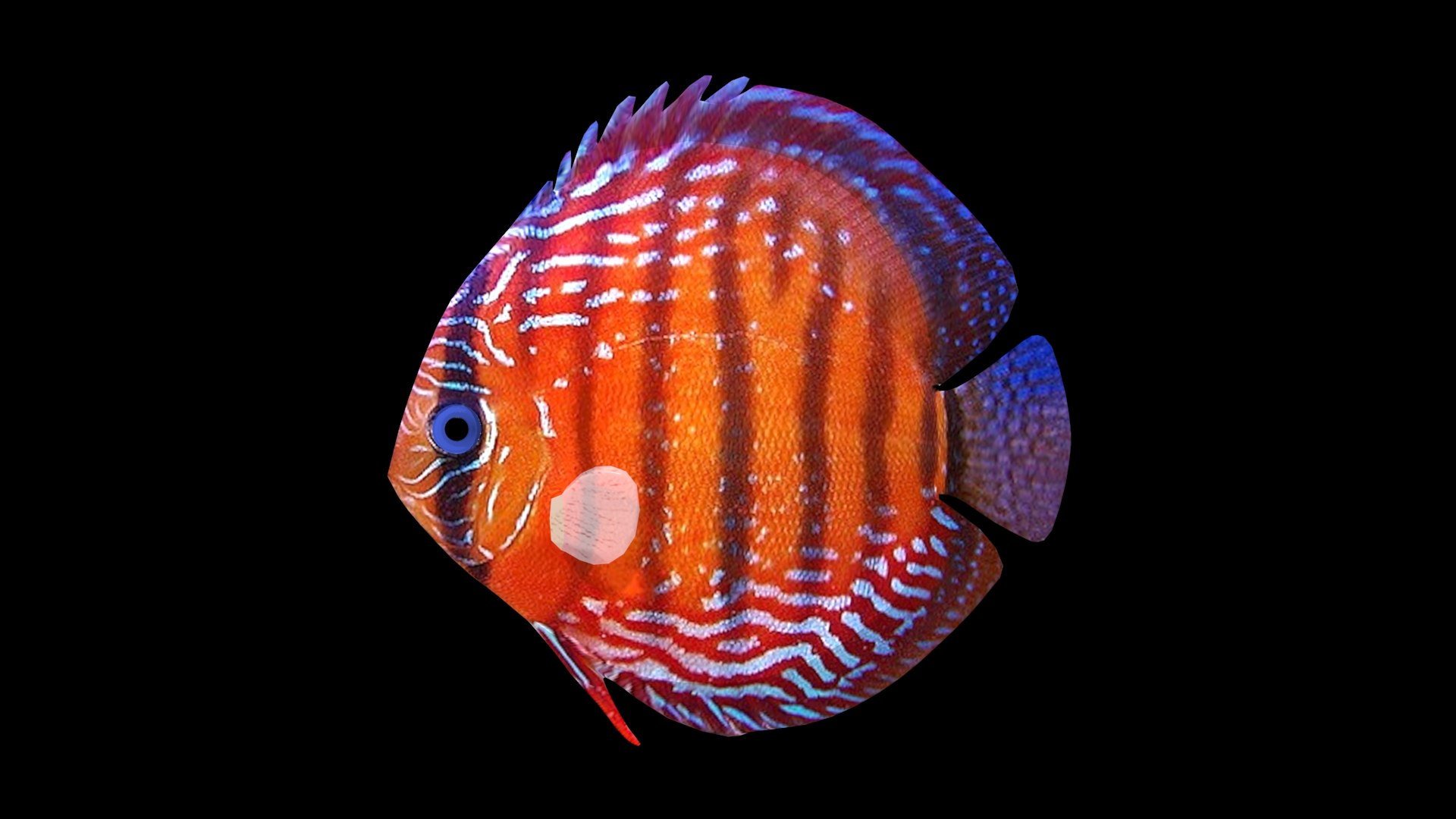 Ma Red Blue Discus Rigged Fish