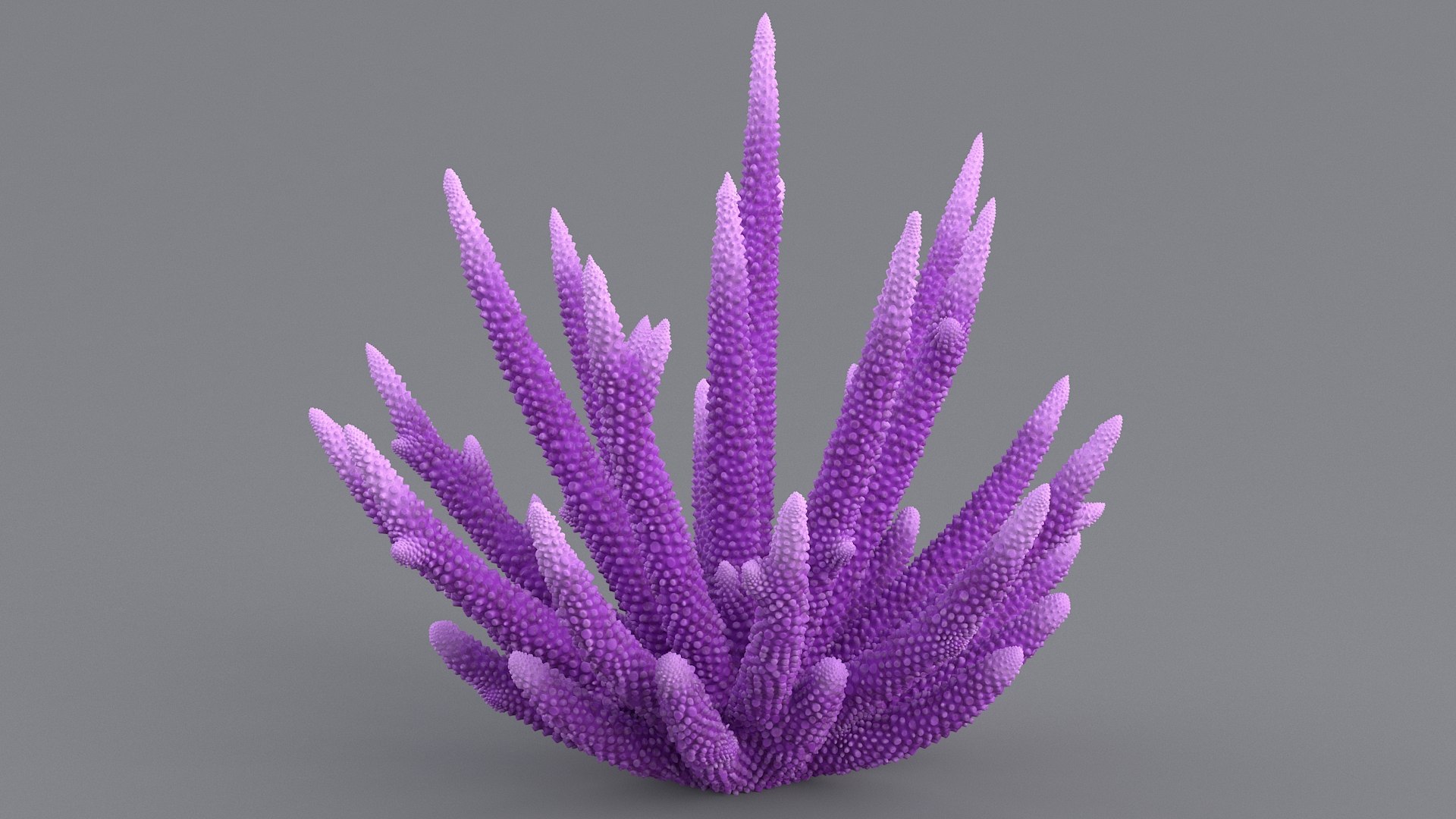 Coral 3 L 3D Model - TurboSquid 1581198