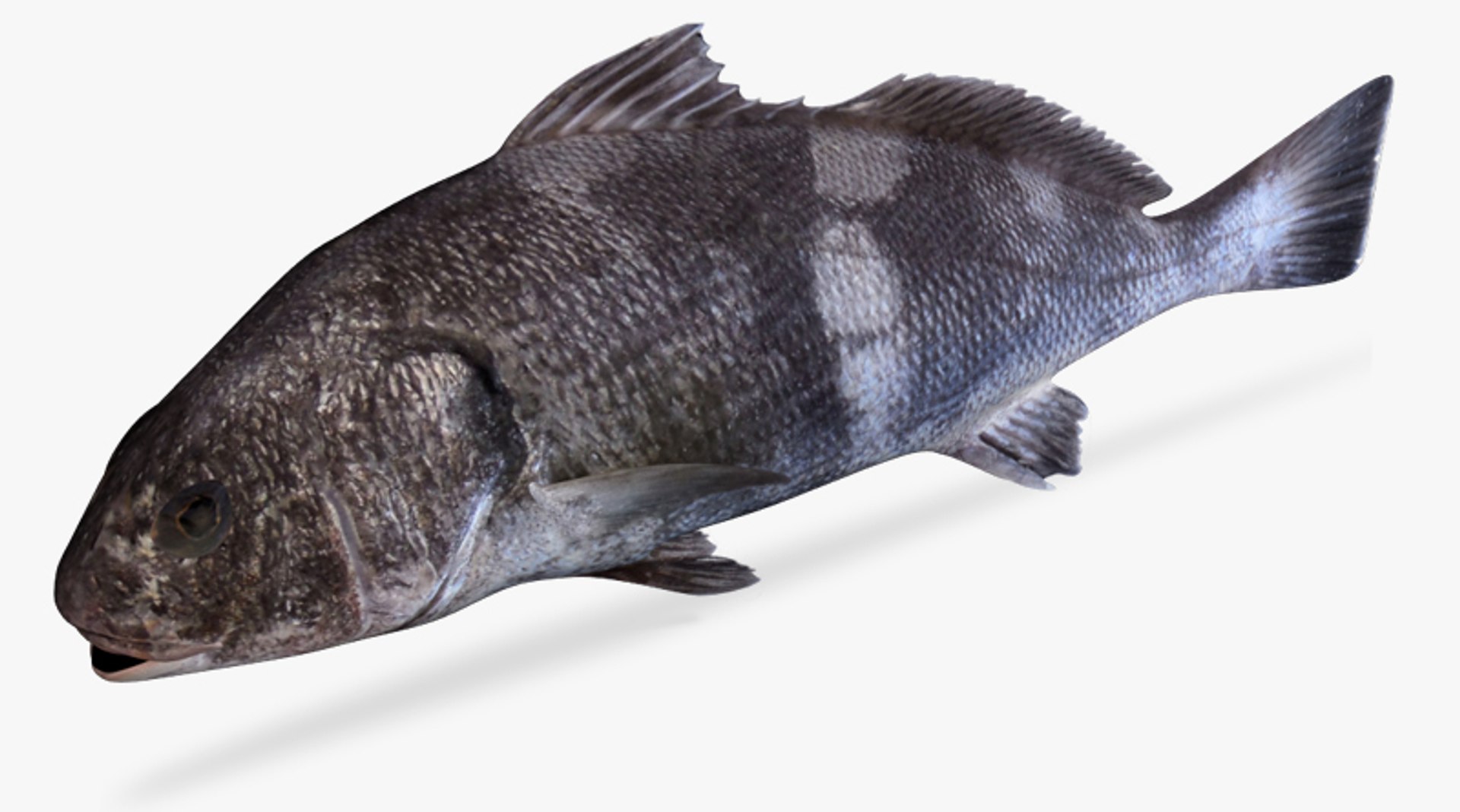 3d Croaker