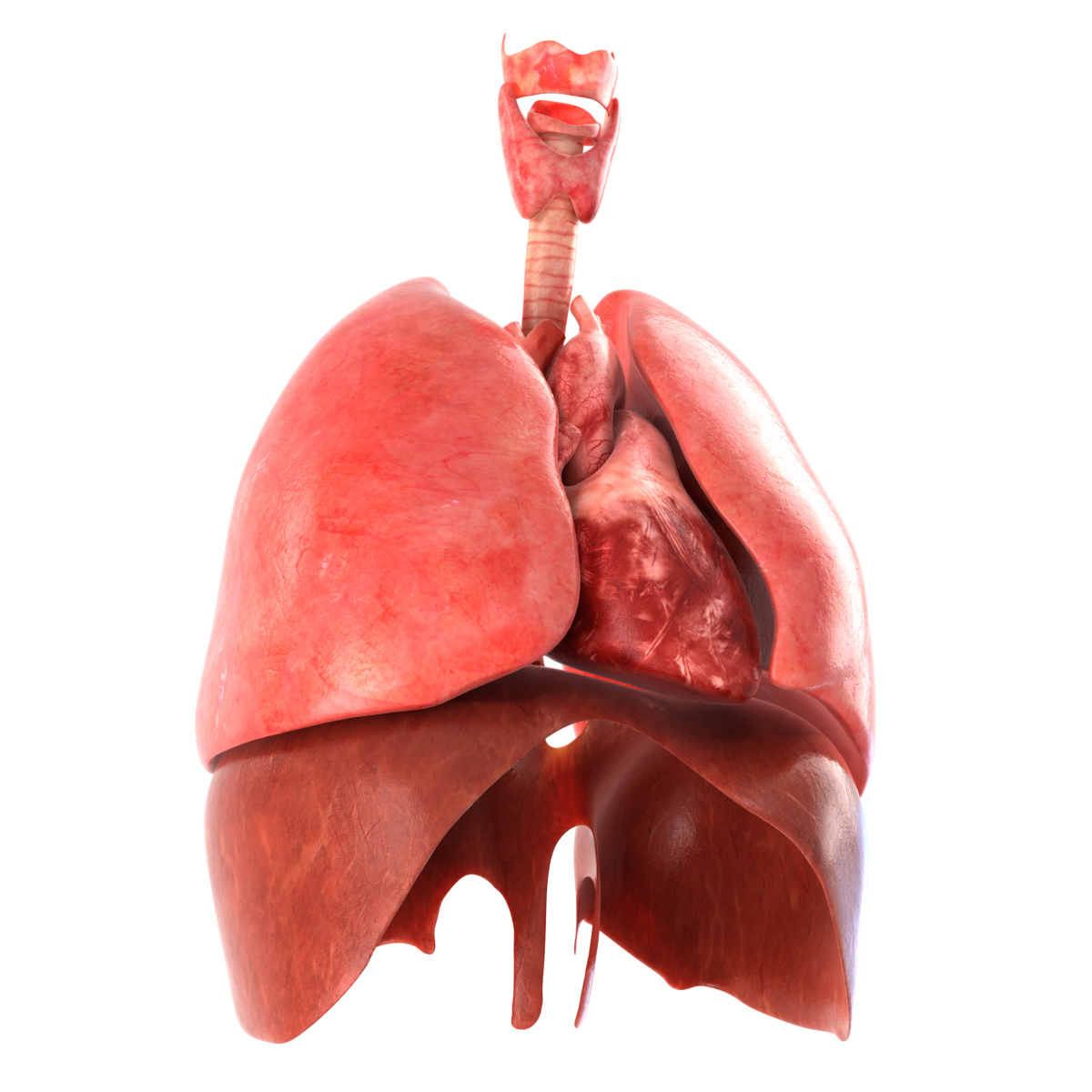 3d realistic human internal organs model