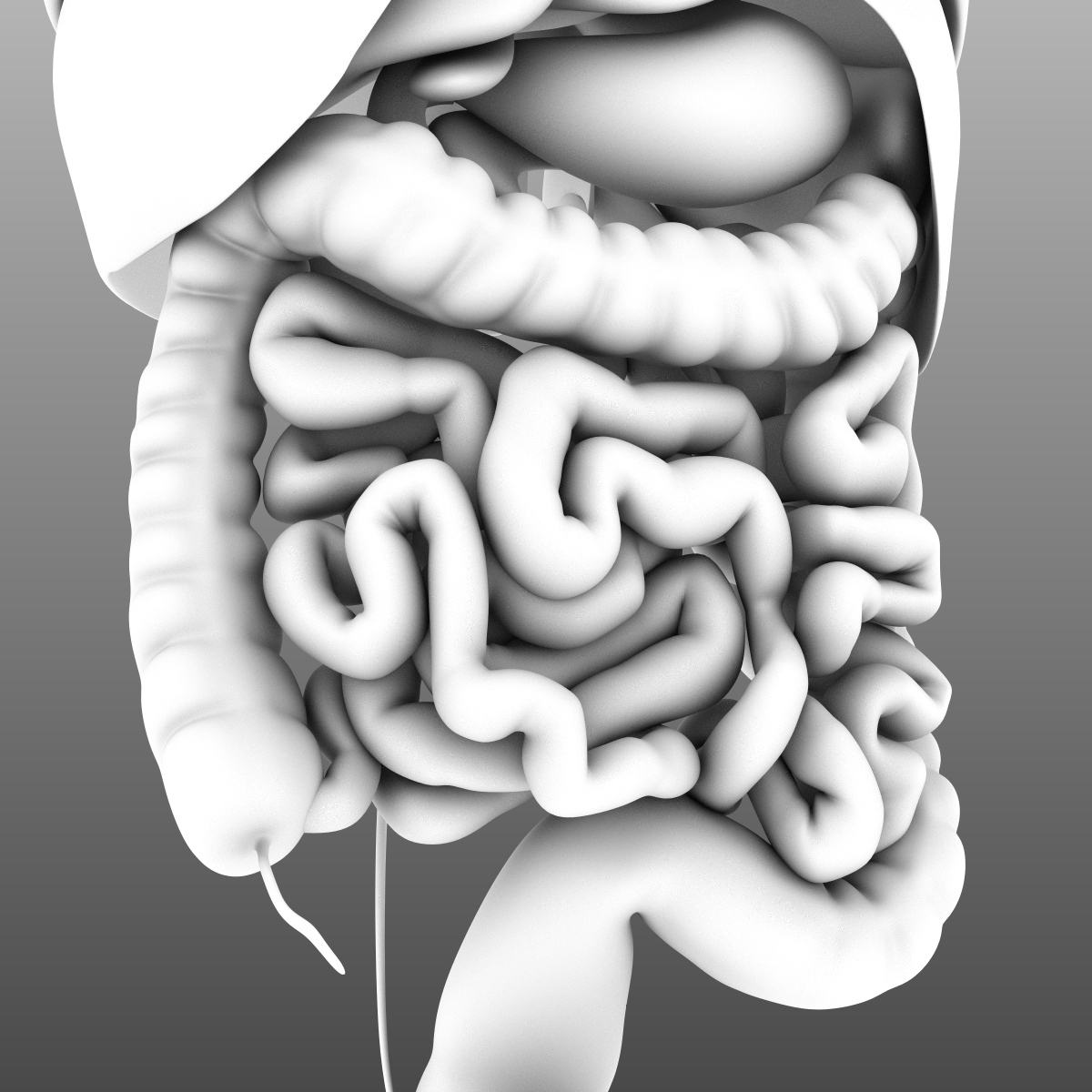 3d realistic human internal organs model