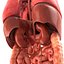 3d Realistic Human Internal Organs Model