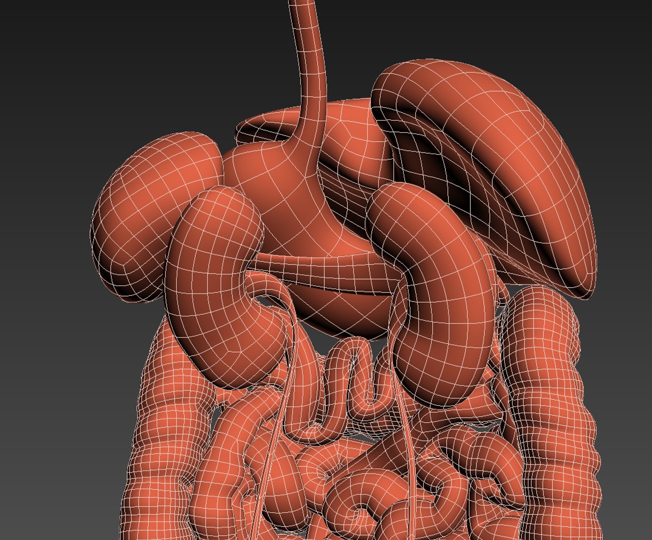 3d realistic human internal organs model