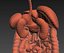 3d Realistic Human Internal Organs Model