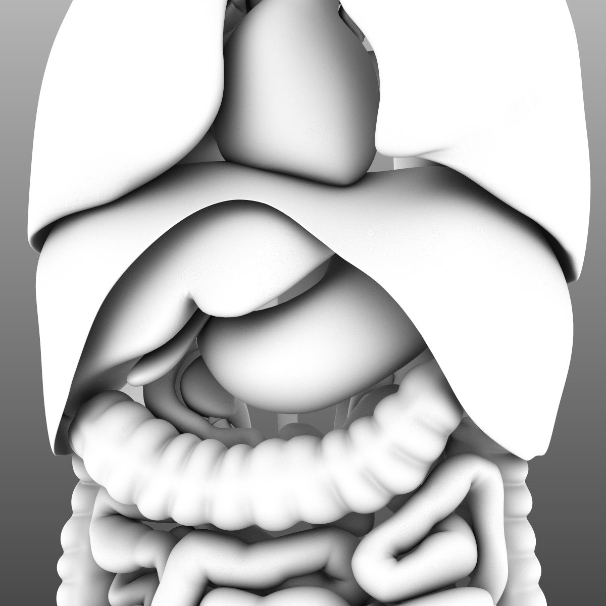 3d realistic human internal organs model