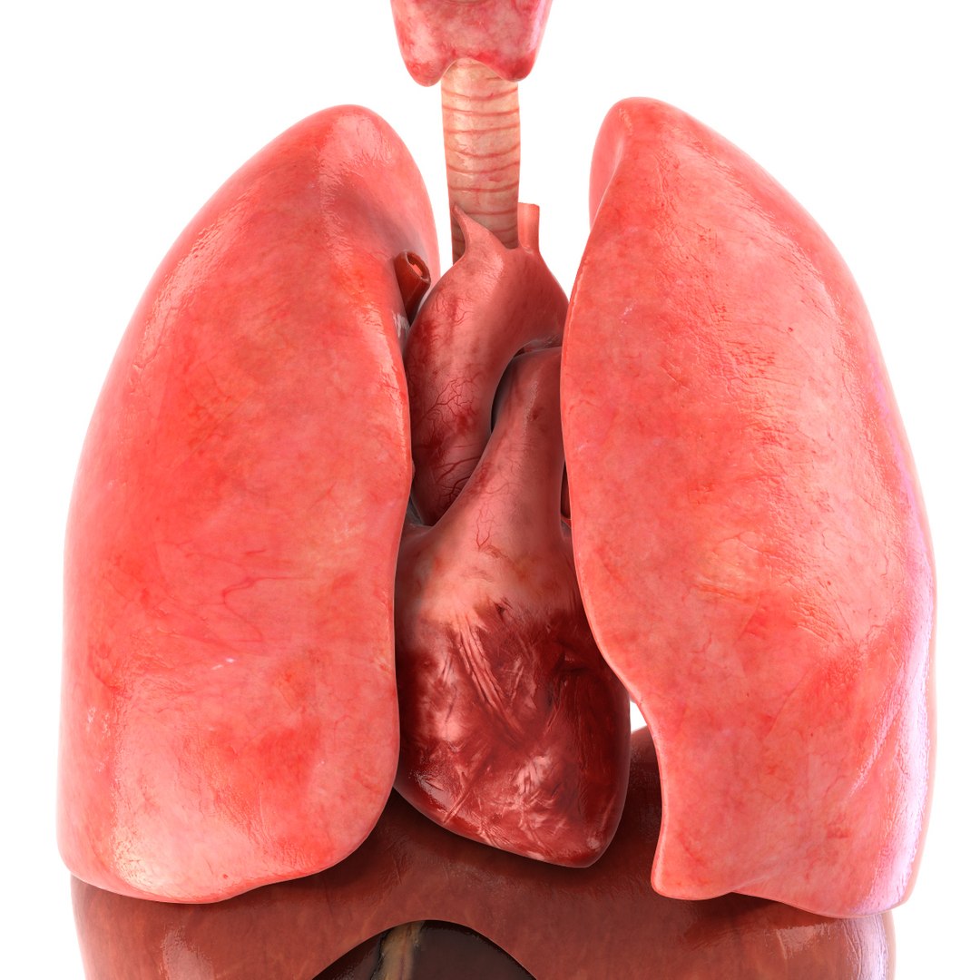 3d Realistic Human Internal Organs Model