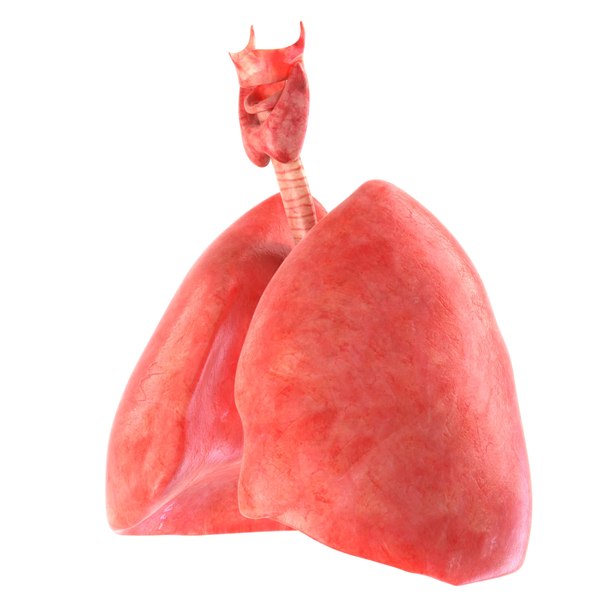 3d realistic human internal organs model