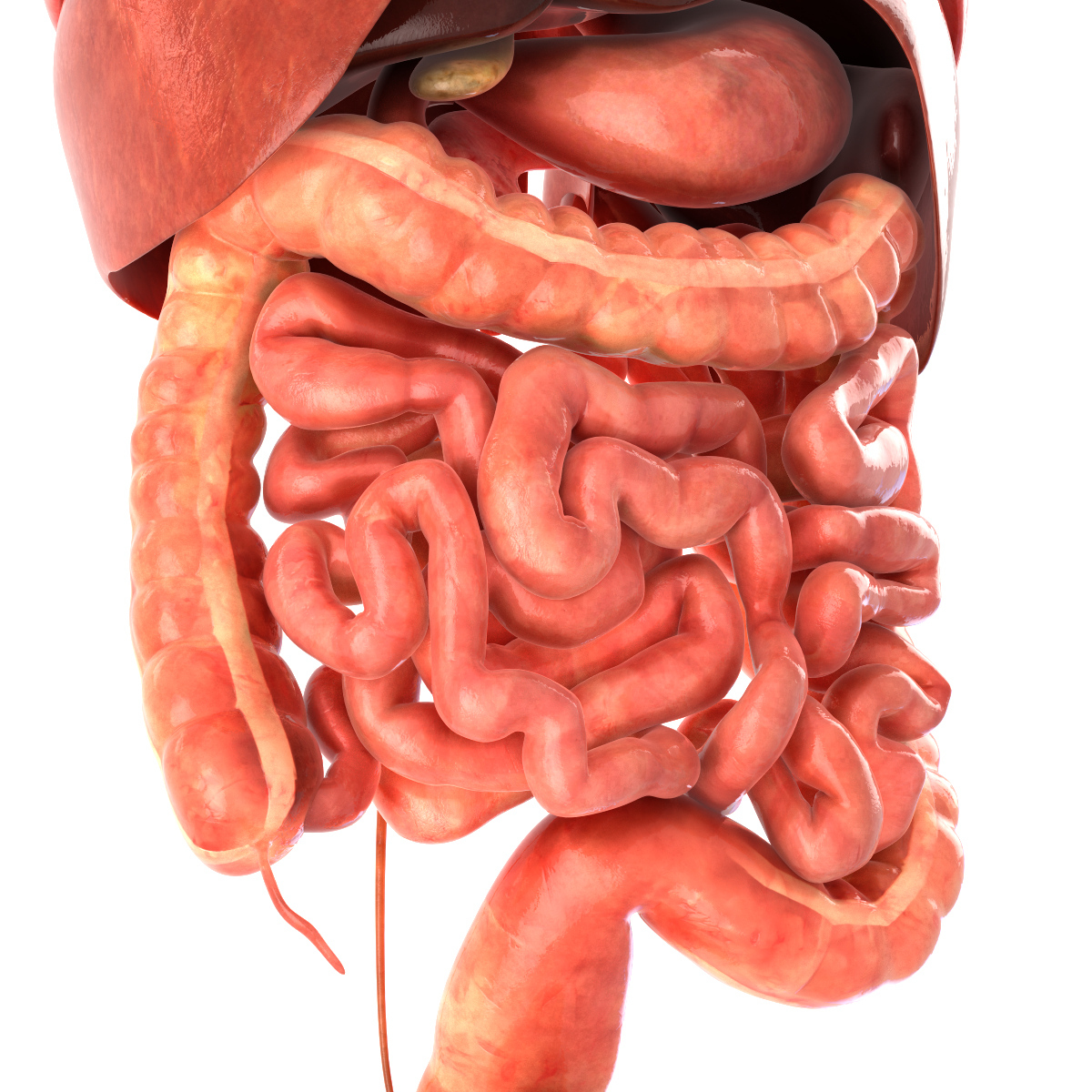 3d realistic human internal organs model