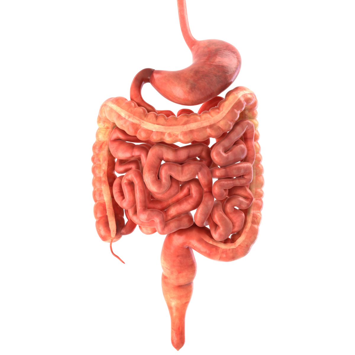 3d realistic human internal organs model