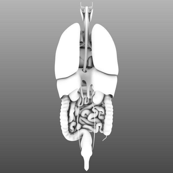 3d realistic human internal organs model
