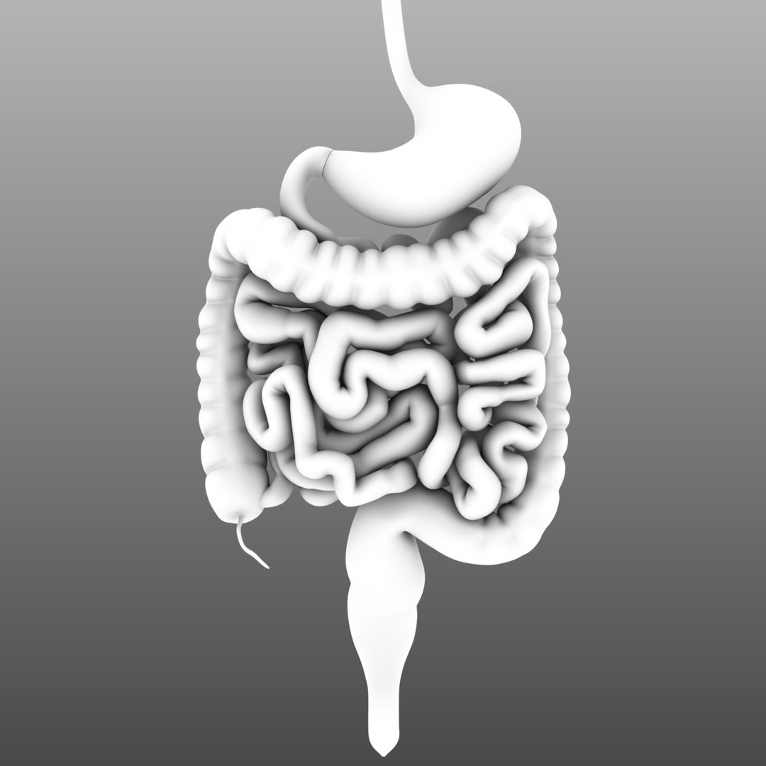 3d realistic human internal organs model