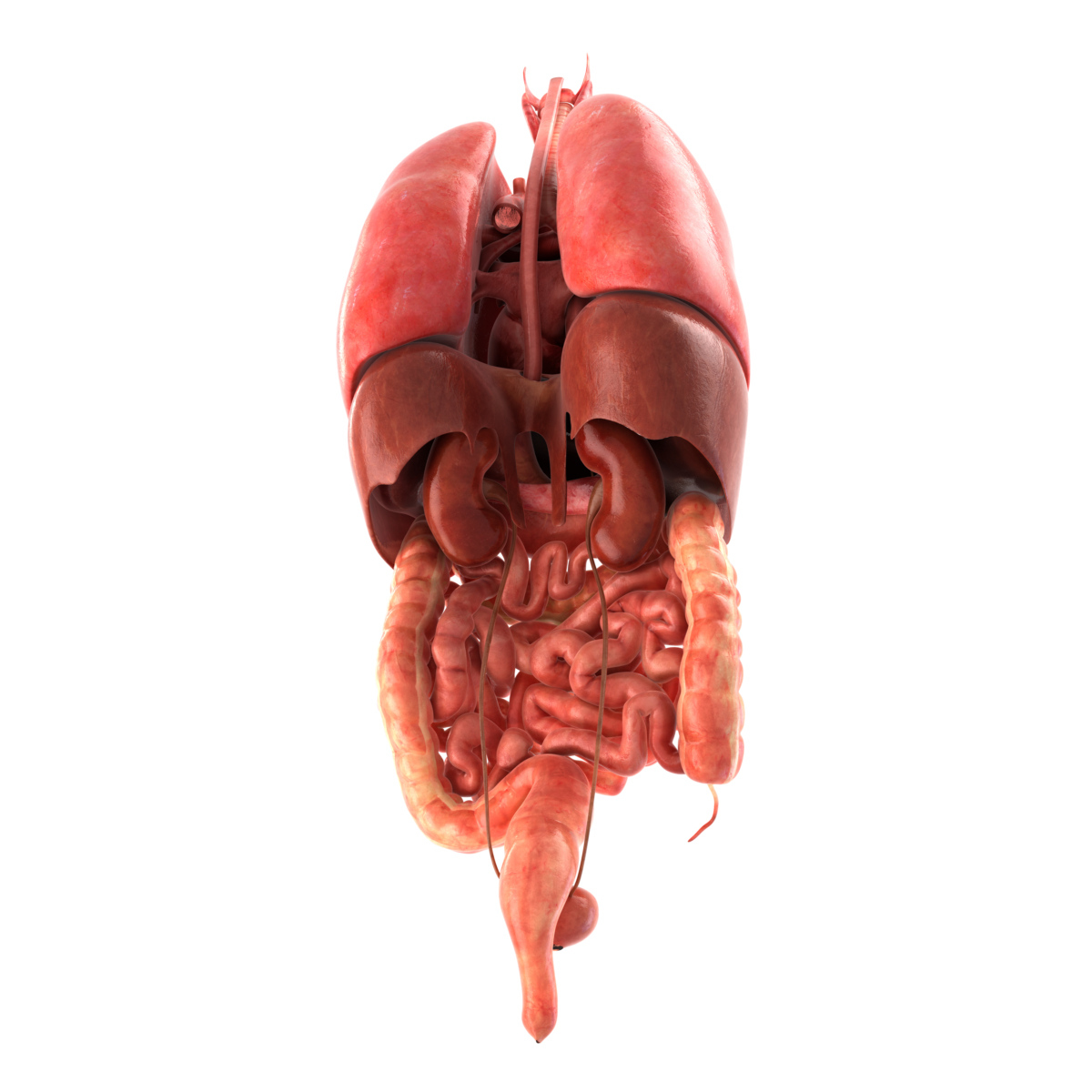 3d realistic human internal organs model